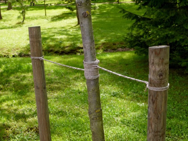 How To Stake A Leaning Or Newly-Planted Tree With Tips From Peter ...