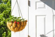 How To Grow Hanging Basket Strawberries - These Varieties Exhibit A Proper Trailing Habit ...