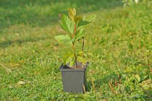 Sycamores Are Easy To Grow And Care For Says This Master Horticulturist ...