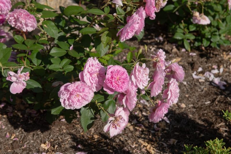 Feeding And Mulching: Experts Weigh In On Meeting Roses’ Nutritional ...