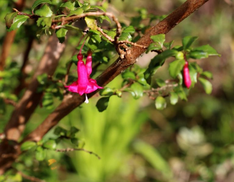 Gail Barber Shares 3 Common Problems When Growing Fuchsia (And How To ...