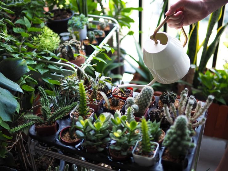 Expert Cacti Growers Swear By These 8 Watering Tips For Happy Plants ...