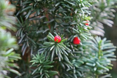 Expert Tips For Growing Yew: This Native Provides Form And Structure ...