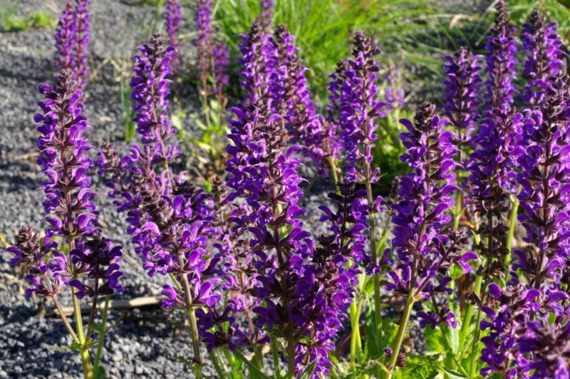 Pruning Salvia: How To Cut Back Annual, Perennial, Tender And Shrubby ...