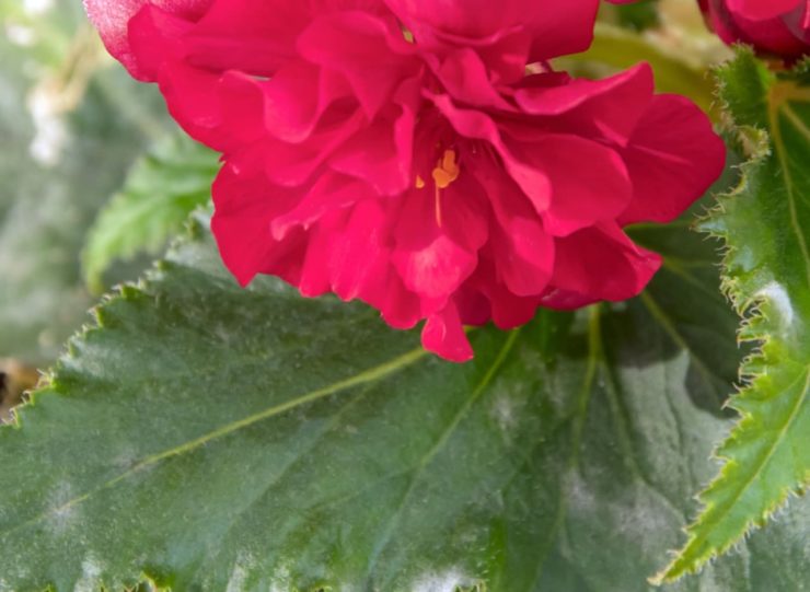 5 Common Begonia Problems & Solutions With Specialist Grower Janeen ...