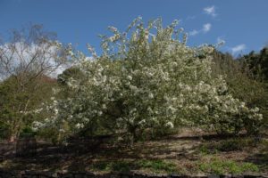 10 Wonderful White Flowering Trees For Blockbuster Garden Displays ...