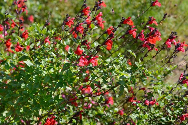 Pruning Salvia: How To Cut Back Annual, Perennial, Tender And Shrubby ...