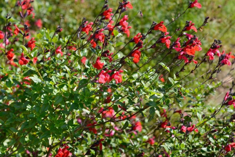Pruning Salvia: How To Cut Back Annual, Perennial, Tender And Shrubby ...