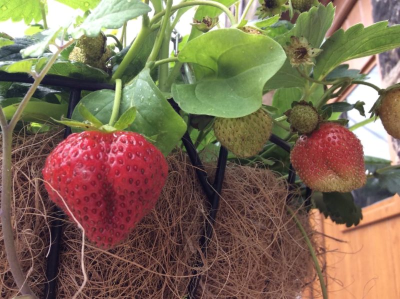 How To Grow Hanging Basket Strawberries - These Varieties Exhibit A Proper Trailing Habit ...
