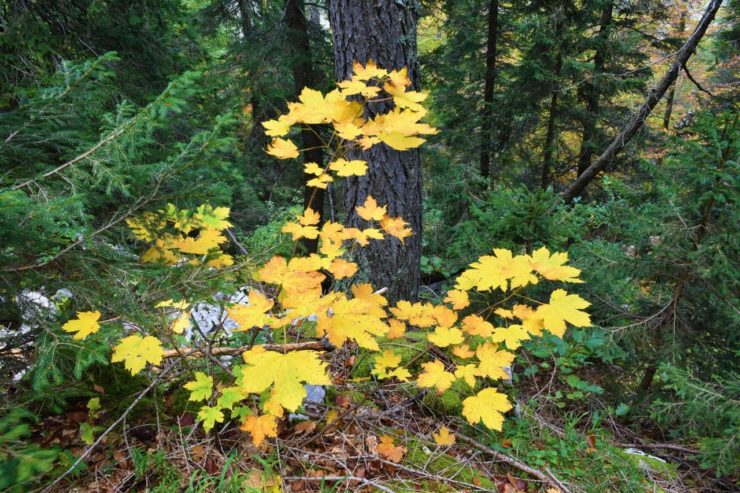 Sycamores Are Easy To Grow And Care For Says This Master Horticulturist ...
