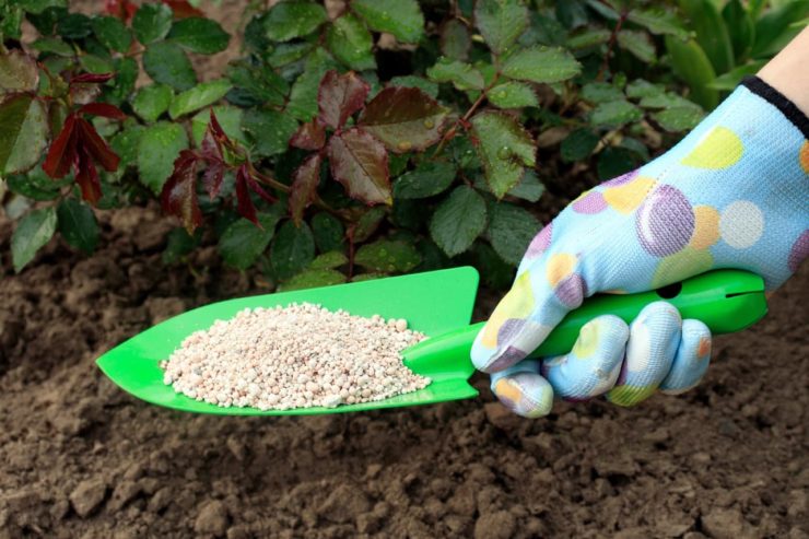 Feeding And Mulching: Experts Weigh In On Meeting Roses’ Nutritional ...