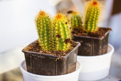 8 Expert Tips For Watering Cacti | Horticulture Magazine