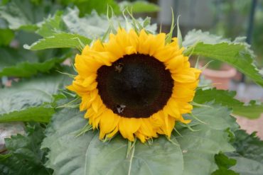 20 Sensational Sunflower Varieties | Horticulture Magazine