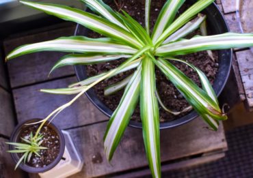 Rooting Plantlets From Stolons - Here's How To Propagate Spider Plants ...