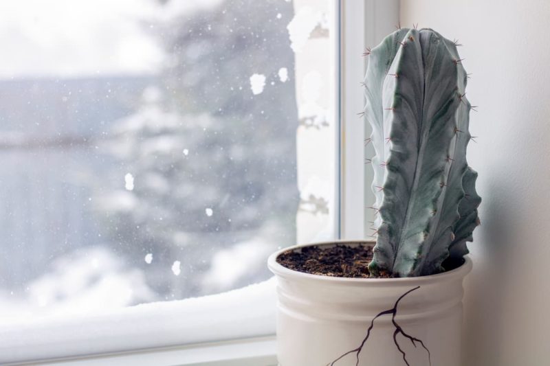 Expert Cacti Growers Swear By These 8 Watering Tips For Happy Plants ...