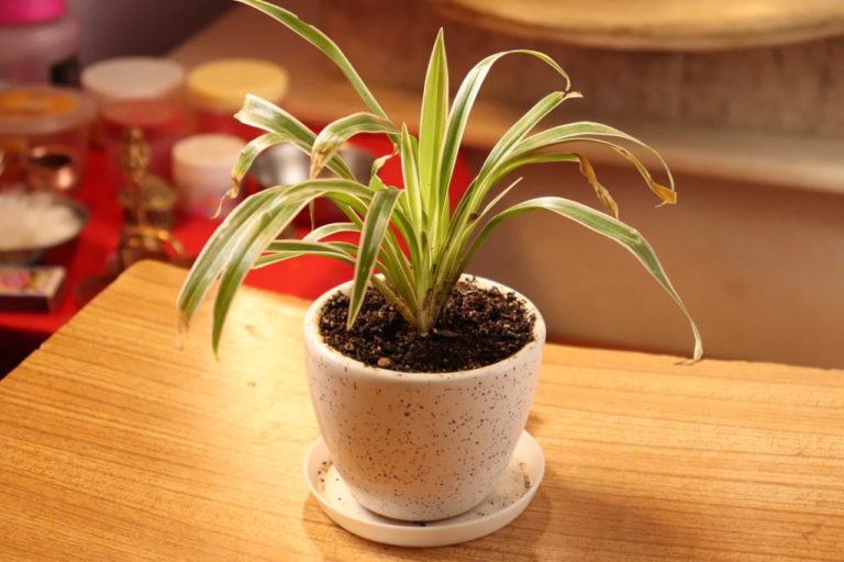 Rooting Plantlets From Stolons - Here's How To Propagate Spider Plants ...