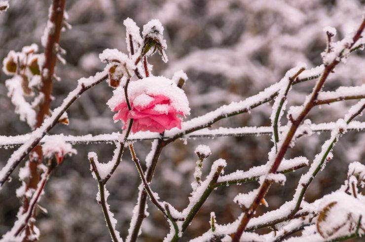 How To Grow & Care For Rose Plants | Horticulture.co.uk