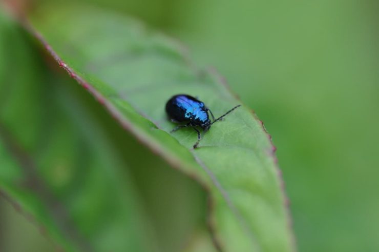 Gail Barber Shares 3 Common Problems When Growing Fuchsia (And How To ...