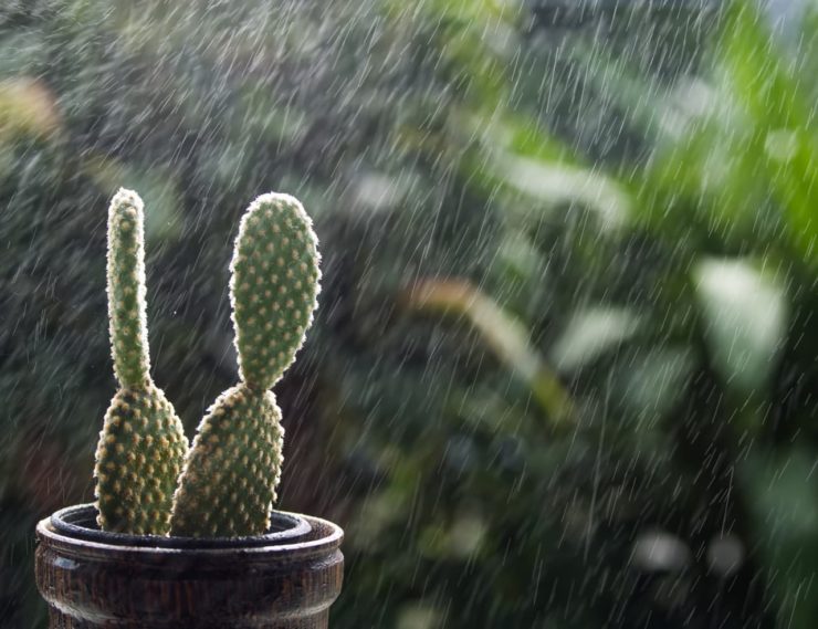 Expert Cacti Growers Swear By These 8 Watering Tips For Happy Plants ...