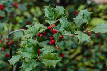 Planting And Growing Holly: Featuring Sue Hunter From The Holly Society ...