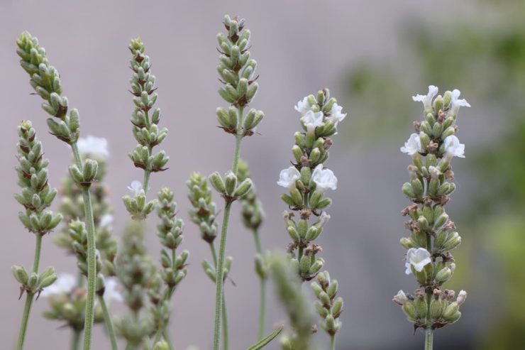 Commercial Growers Share 20 Lovely Lavender Types They Swear By ...