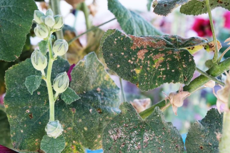 7 Tips For Growing Hollyhocks In Pots | Horticulture.co.uk