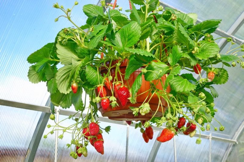 How To Grow Hanging Basket Strawberries - These Varieties Exhibit A Proper Trailing Habit ...