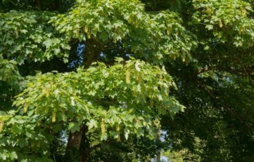 Sycamores Are Easy To Grow And Care For Says This Master Horticulturist ...