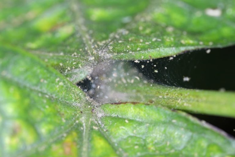 Gail Barber Shares 3 Common Problems When Growing Fuchsia (And How To ...