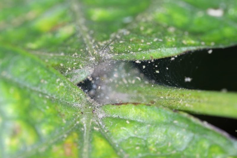 Gail Barber Shares 3 Common Problems When Growing Fuchsia (And How To ...