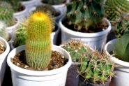 8 Expert Tips For Watering Cacti | Horticulture Magazine