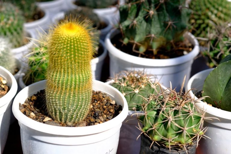 Expert Cacti Growers Swear By These 8 Watering Tips For Happy Plants ...