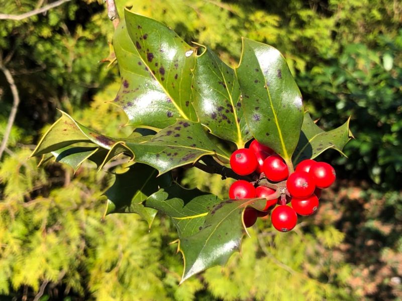 Planting And Growing Holly: Featuring Sue Hunter From The Holly Society ...