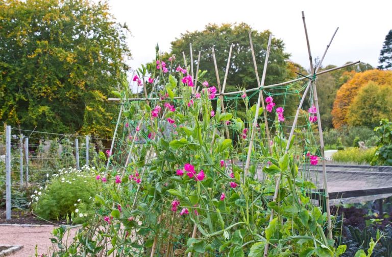 10 Sustainable Ways To Support Lathyrus Plants From The National Sweet ...
