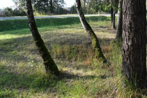 How To Stake A Leaning Or Newly-Planted Tree With Tips From Peter ...