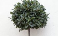 Growing Laurus Nobilis ‘Bay Tree': A Popular Ornamental For Year-Round ...