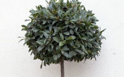 Growing Laurus Nobilis ‘Bay Tree': A Popular Ornamental For Year-Round ...