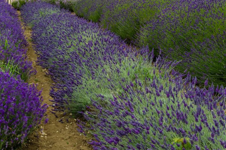 Commercial Growers Share 20 Lovely Lavender Types They Swear By ...
