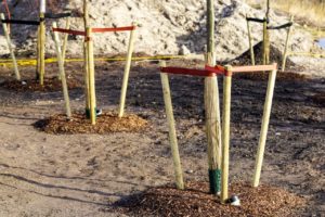 How To Stake A Leaning Or Newly-Planted Tree With Tips From Peter ...