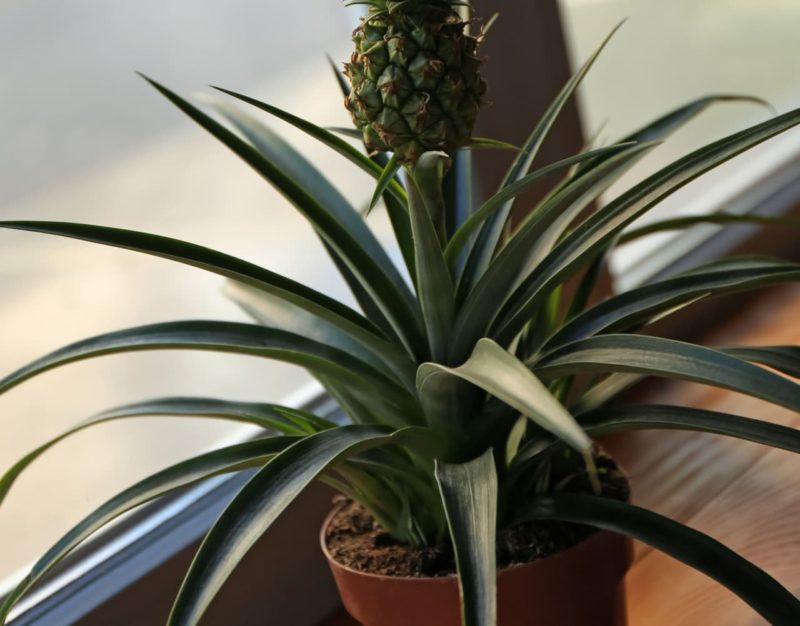 How To Grow A Pineapple Top In 8 Steps | Horticulture.co.uk