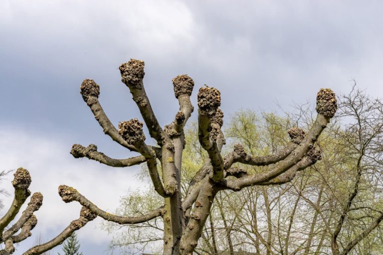 Sycamores Are Easy To Grow And Care For Says This Master Horticulturist ...