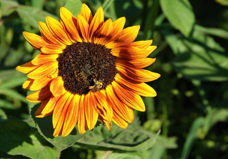 You've Grown The Common Sunflower - Now Try One Of These Varieties Too | Horticulture Magazine