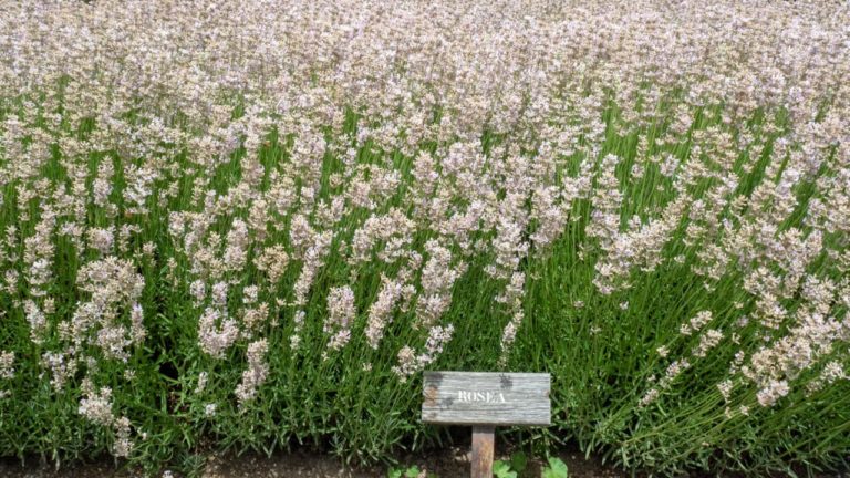 Commercial Growers Share 20 Lovely Lavender Types They Swear By ...