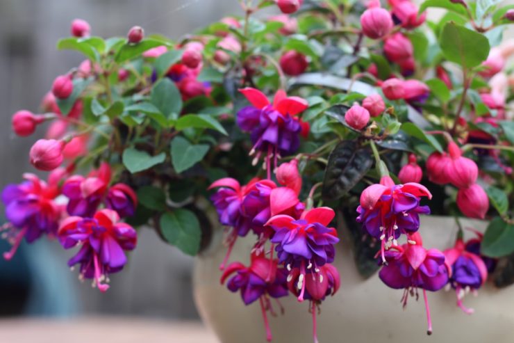 Gail Barber Shares 3 Common Problems When Growing Fuchsia (And How To ...