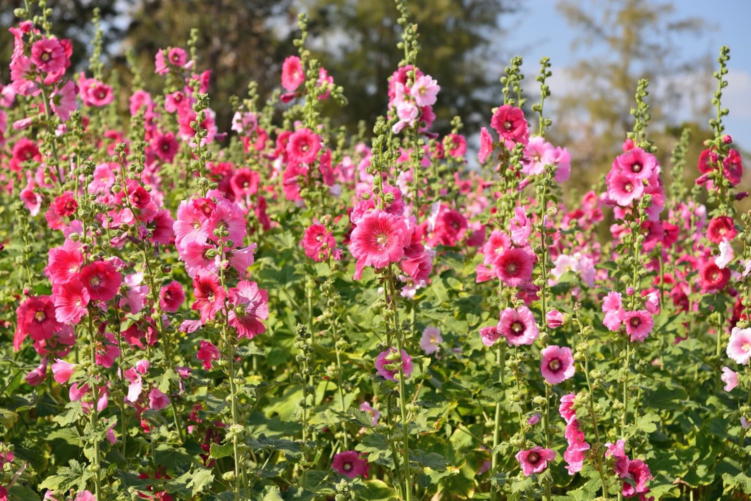 Hollyhocks Are Highly Susceptible To Rust - Here's How To Prevent And ...