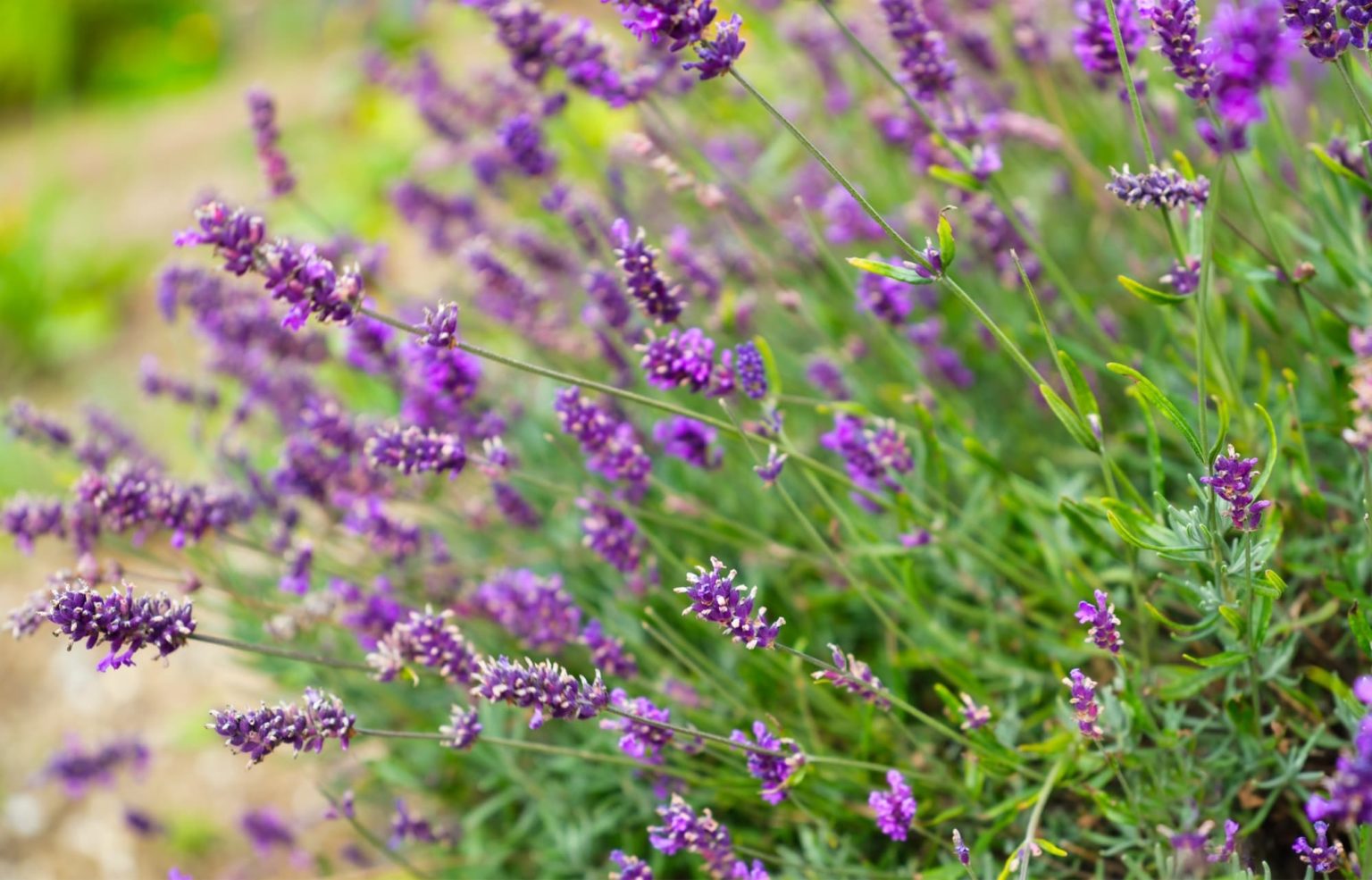 Commercial Growers Share 20 Lovely Lavender Types They Swear By ...