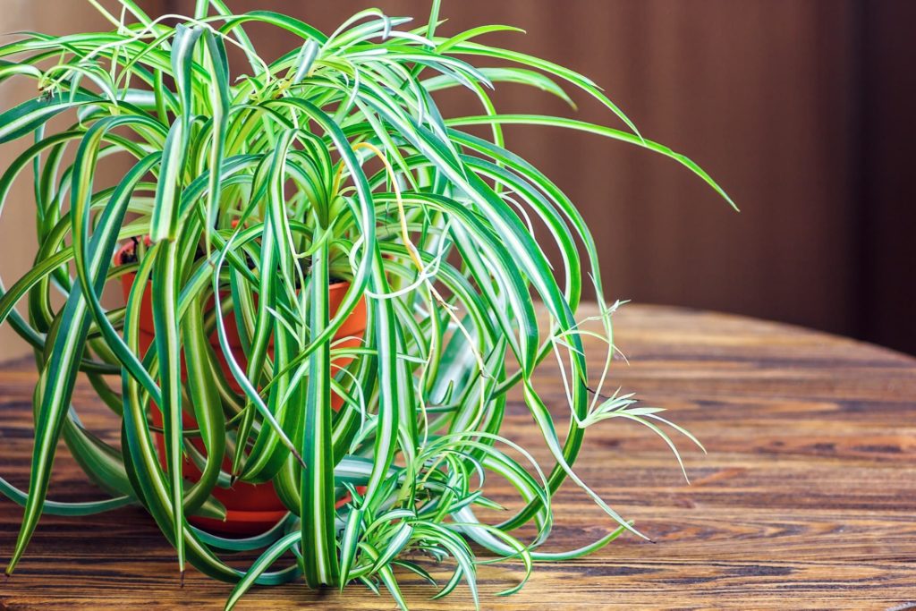 Rooting Plantlets From Stolons - Here's How To Propagate Spider Plants ...