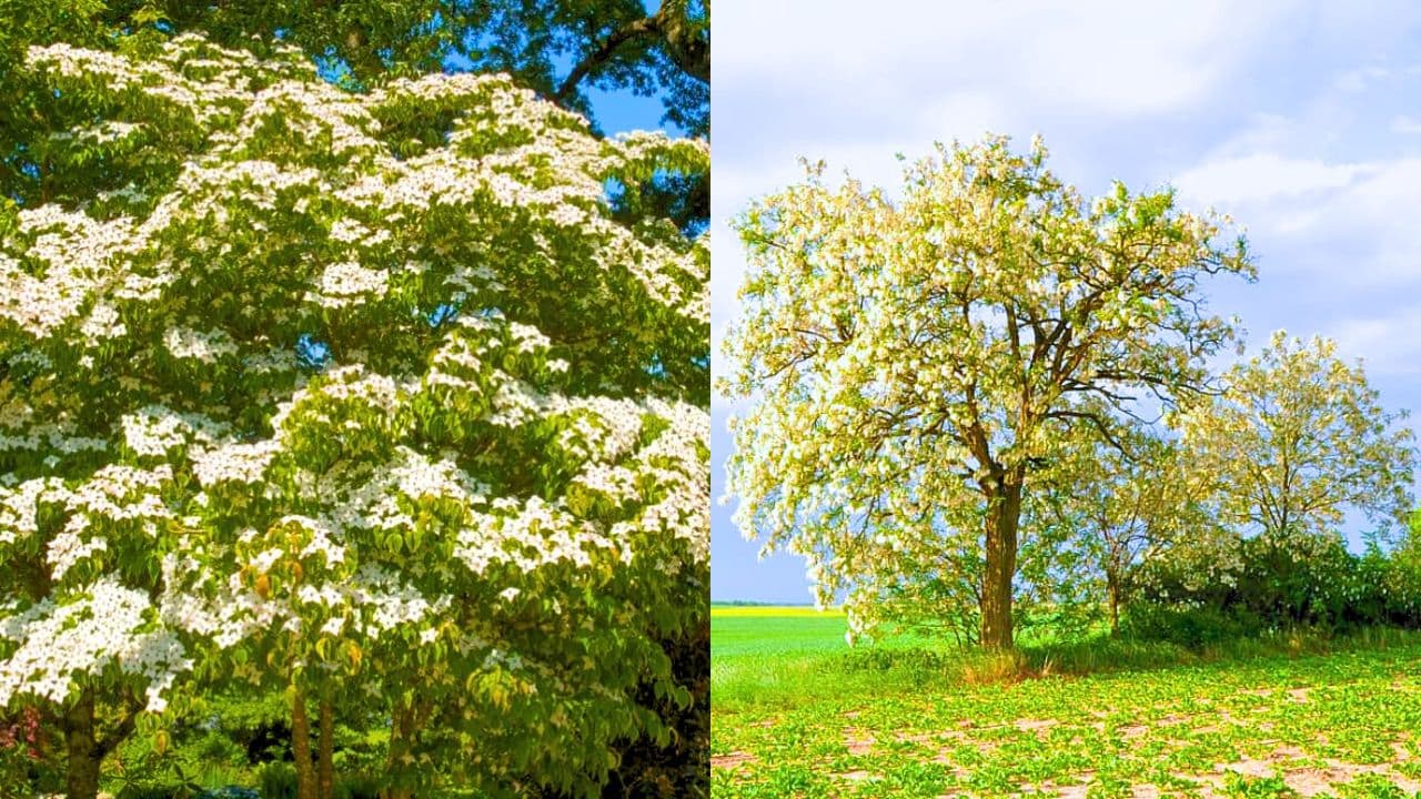 10 Wonderful White Flowering Trees For Blockbuster Garden Displays ...