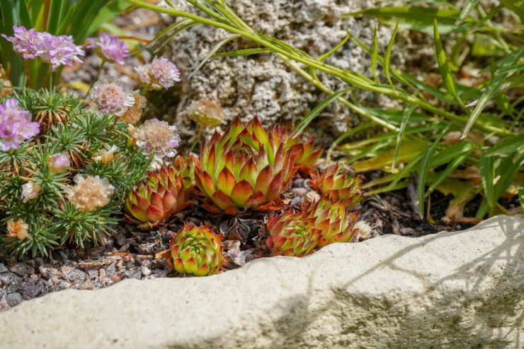 Elizabeth Waddington's 15 Alpine Plants That Love Free-Draining Troughs ...