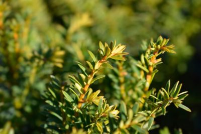 Expert Tips For Growing Yew: This Native Provides Form And Structure ...